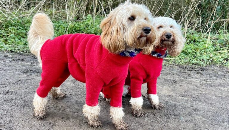How to put weight on a skinny dog - Freya the Cockapoo